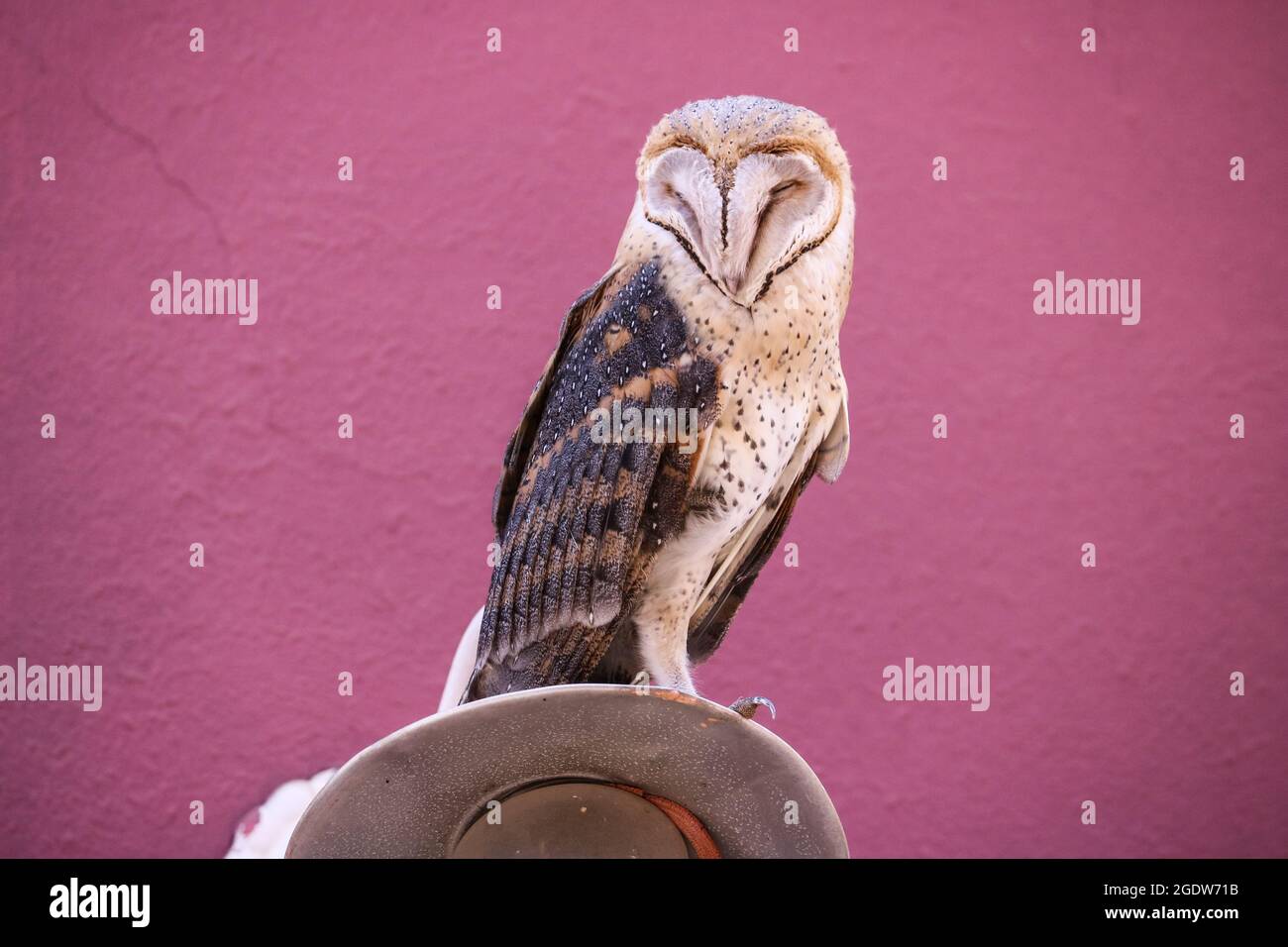 Barn owl sleeping Stock Photo - Alamy