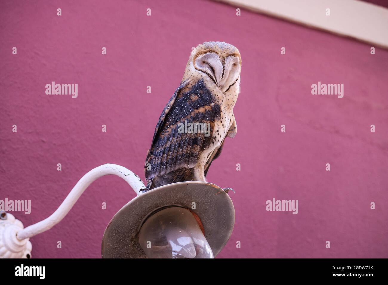 Barn owl sleeping Stock Photo - Alamy