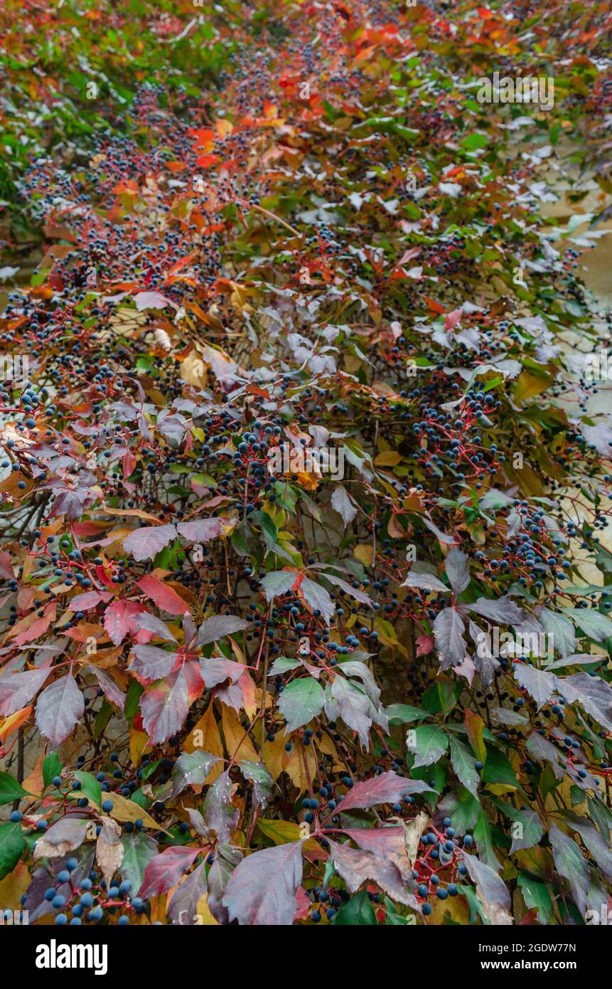 Tree from a low angle view Stock Photo - Alamy