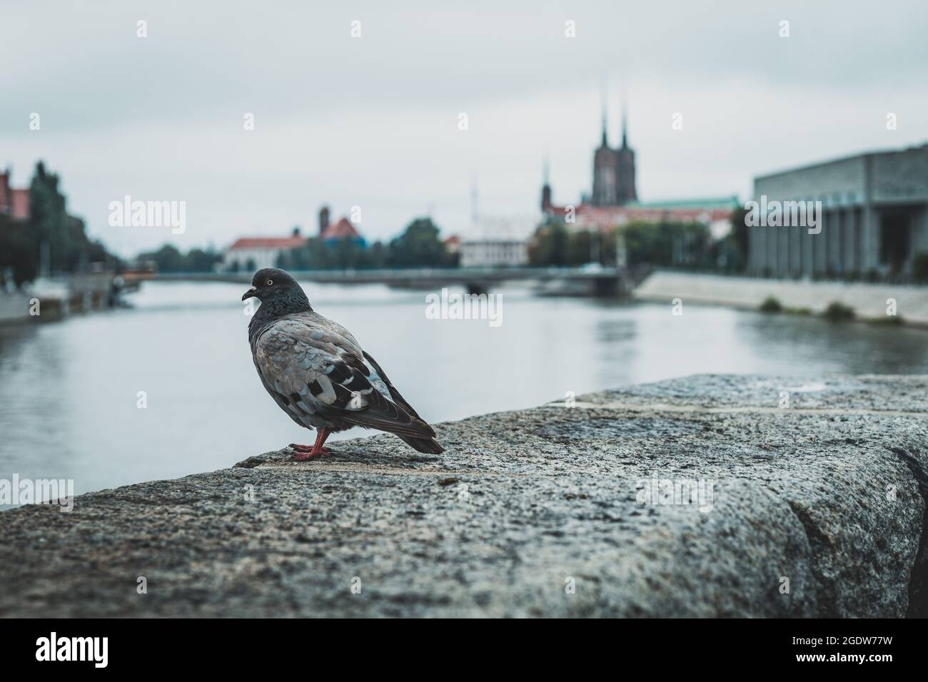 pigeon at the riverside boulevard Stock Photo - Alamy