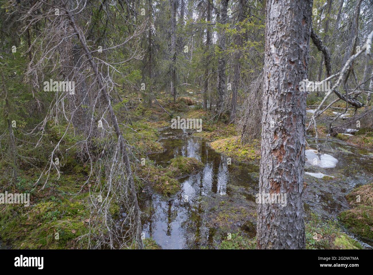 Forest scene in Pallas-Yllästunturi National Park, Muonio, Lapland ...