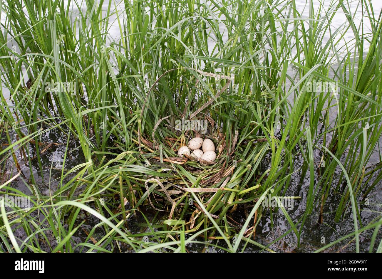 Moorhen nest in reeds hi-res stock photography and images - Alamy