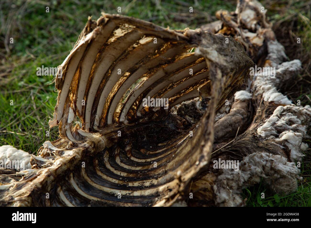 Spine and dead sheep with rib cage and head on bones Stock Photo - Alamy