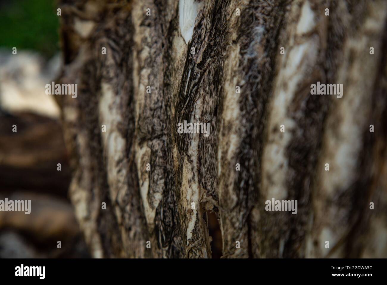 Spine and dead sheep with rib cage and head on bones Stock Photo - Alamy