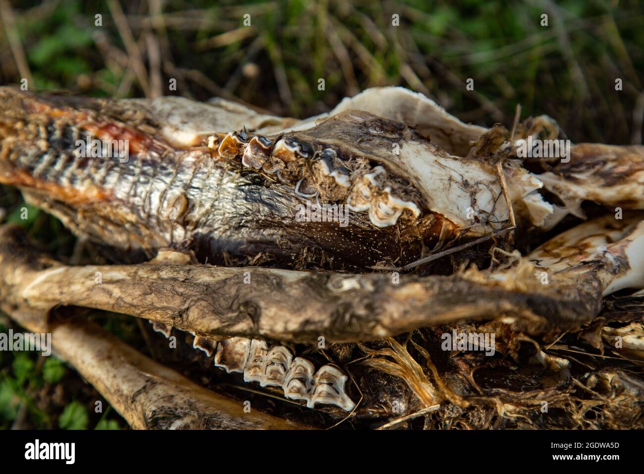 Spine and dead sheep with rib cage and head on bones Stock Photo - Alamy