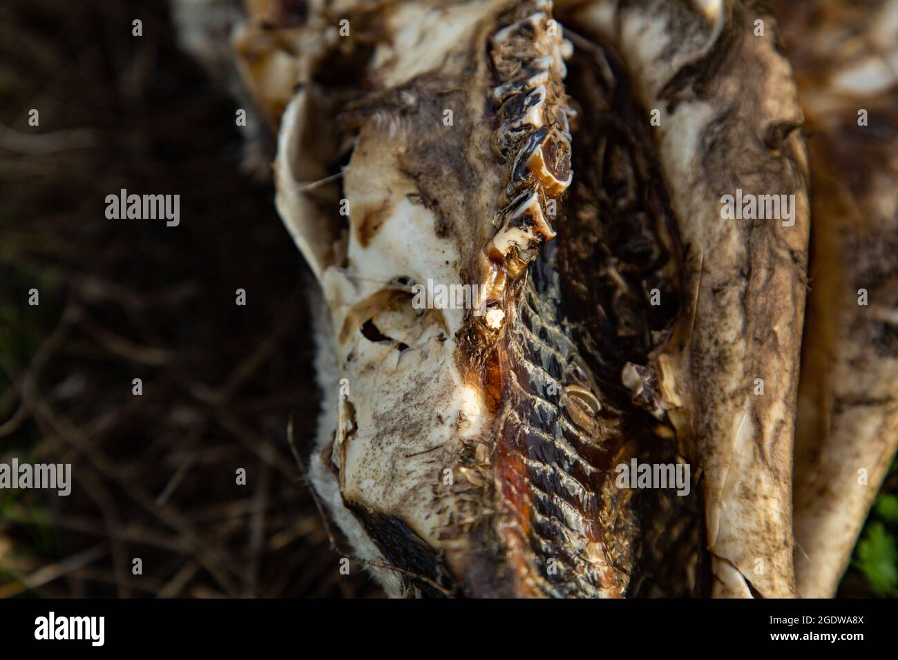 Spine and dead sheep with rib cage and head on bones Stock Photo - Alamy