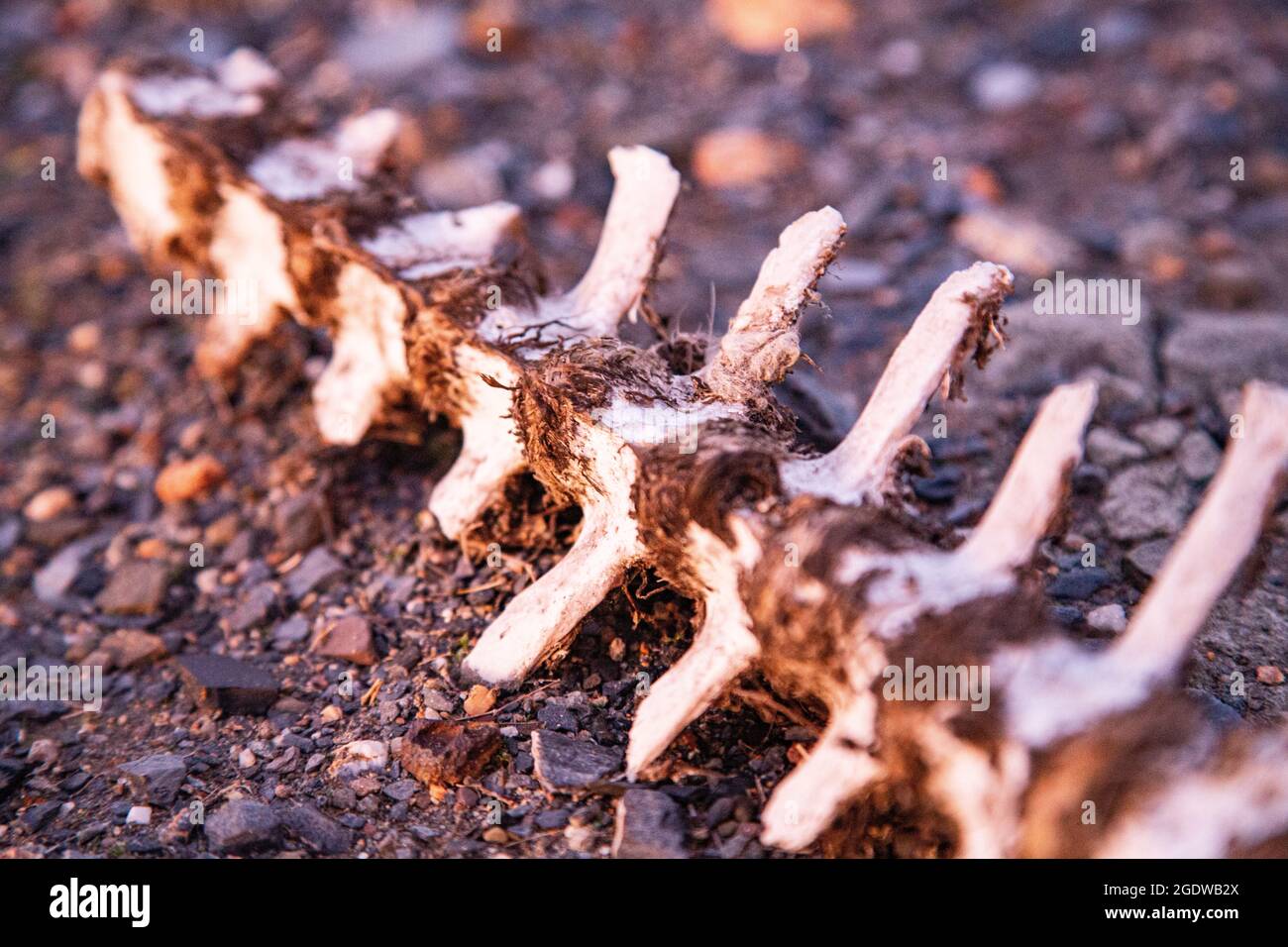 Spine and dead sheep with rib cage and head on bones Stock Photo - Alamy