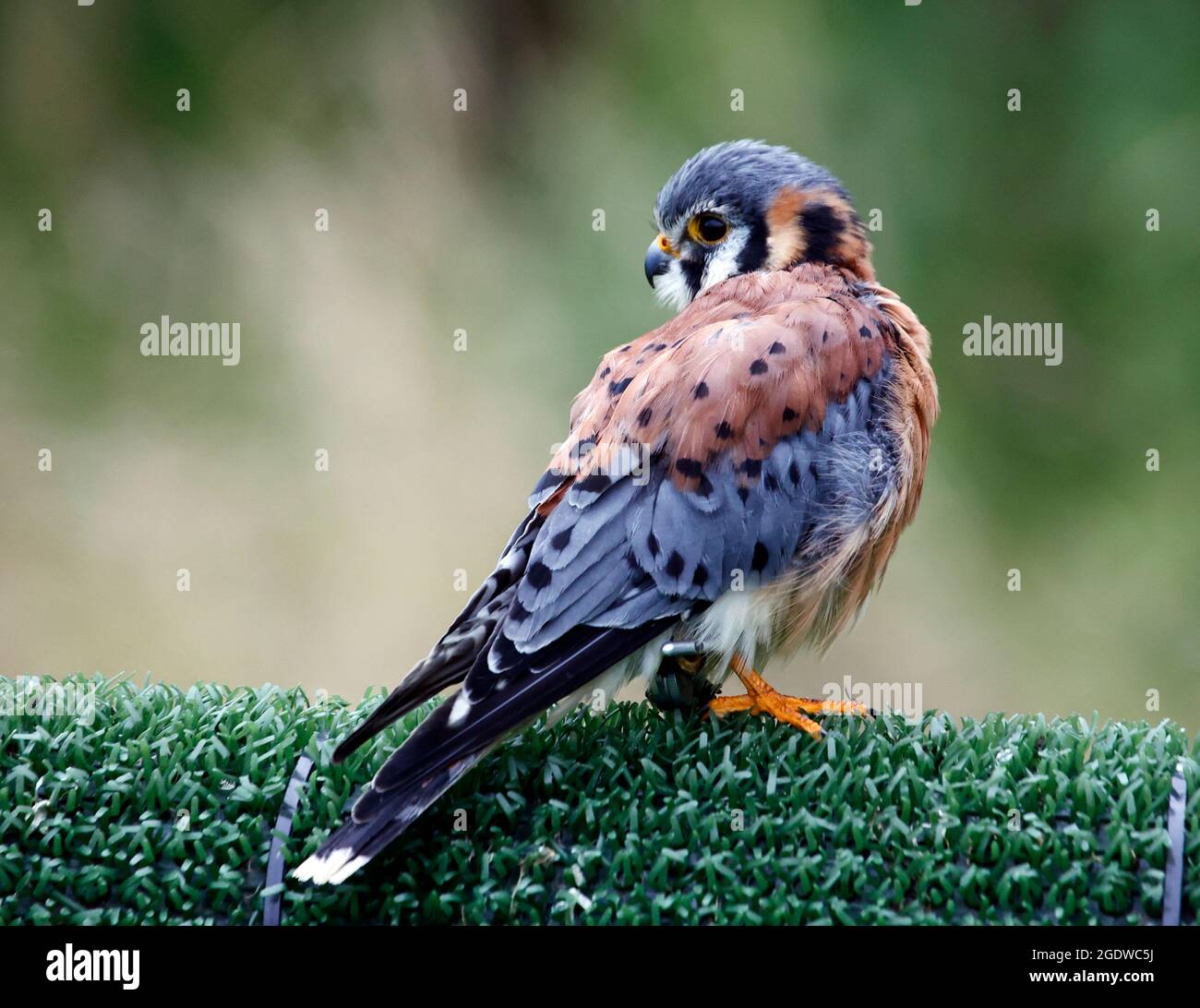 Kestrel picture hi-res stock photography and images - Alamy