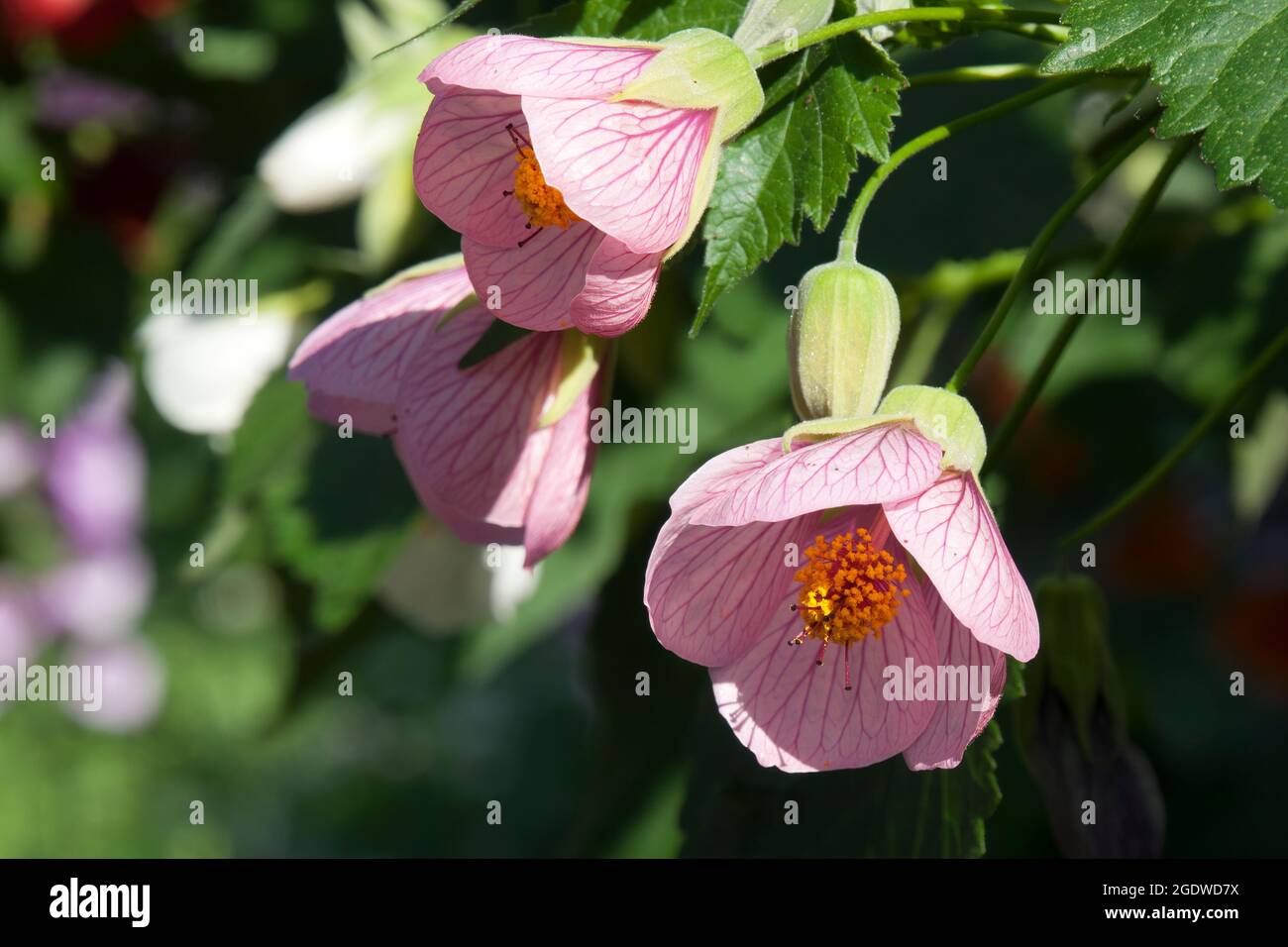 Sydney Australia, Chinese bell plant with pink flowers Stock Photo - Alamy