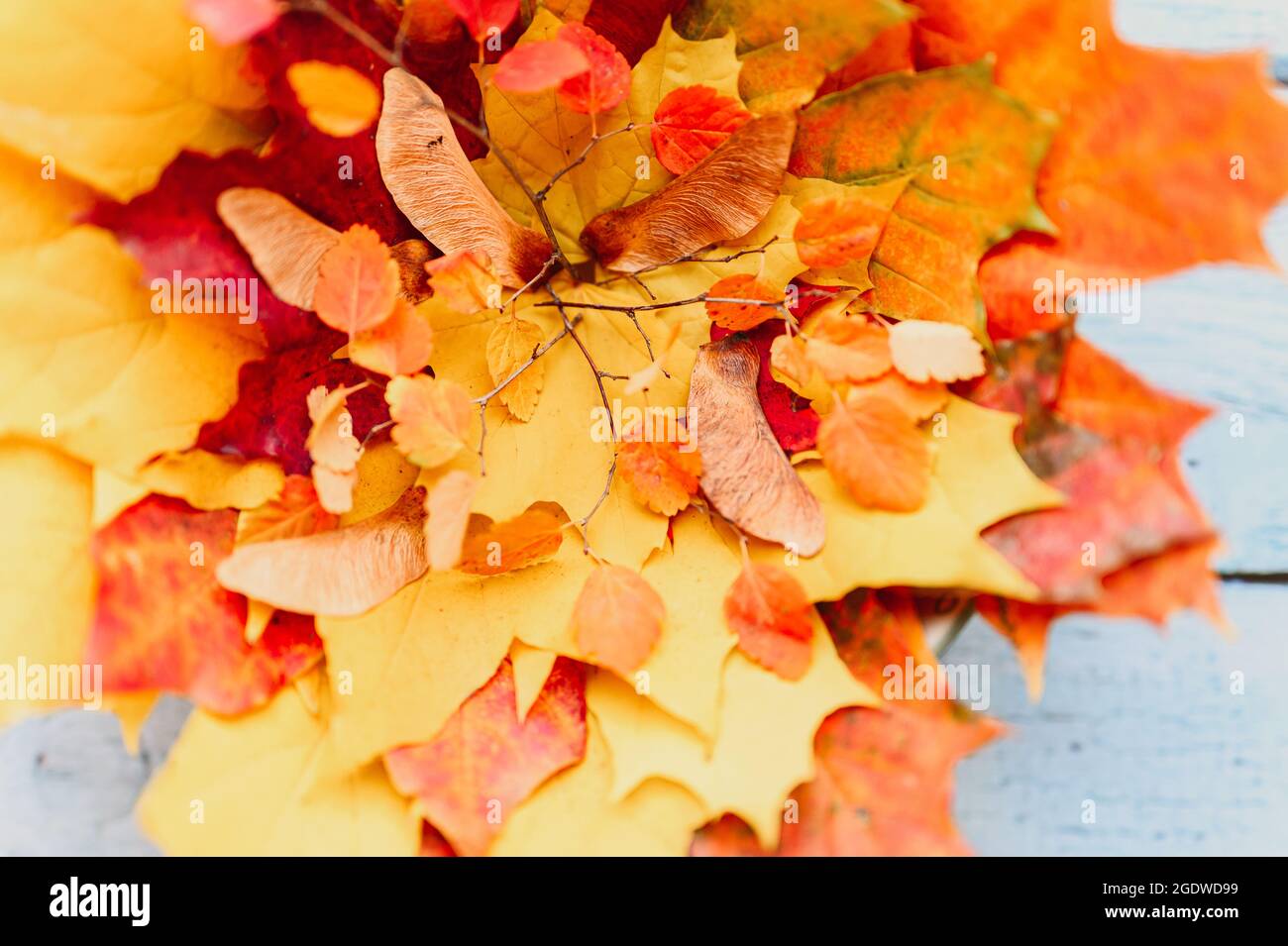 a bunch of red and yellow dry autumn maple leaves and fall twigs on a ...