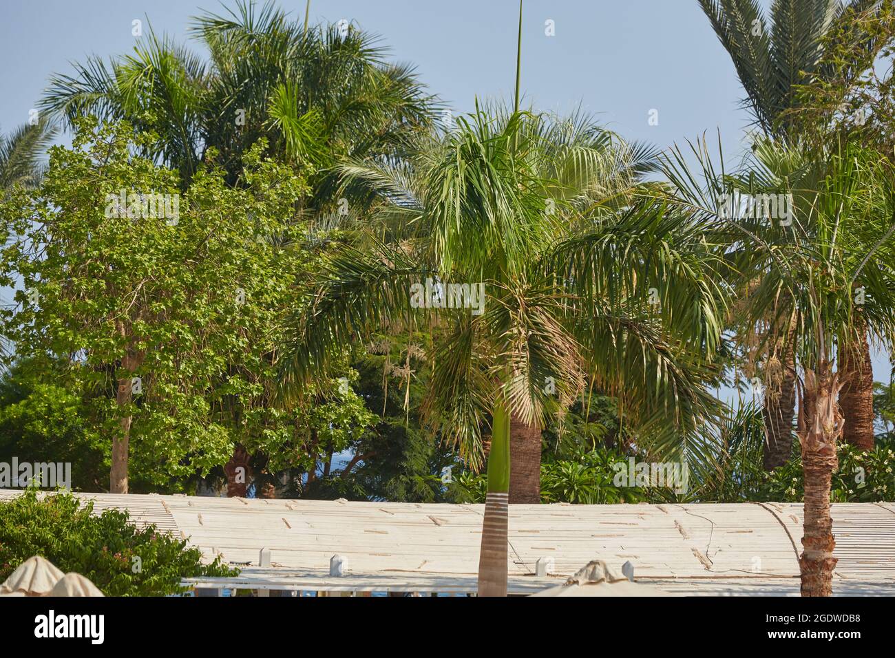 Date palms. Palm trees on the coast of the Sinai Peninsula. Date palm ...