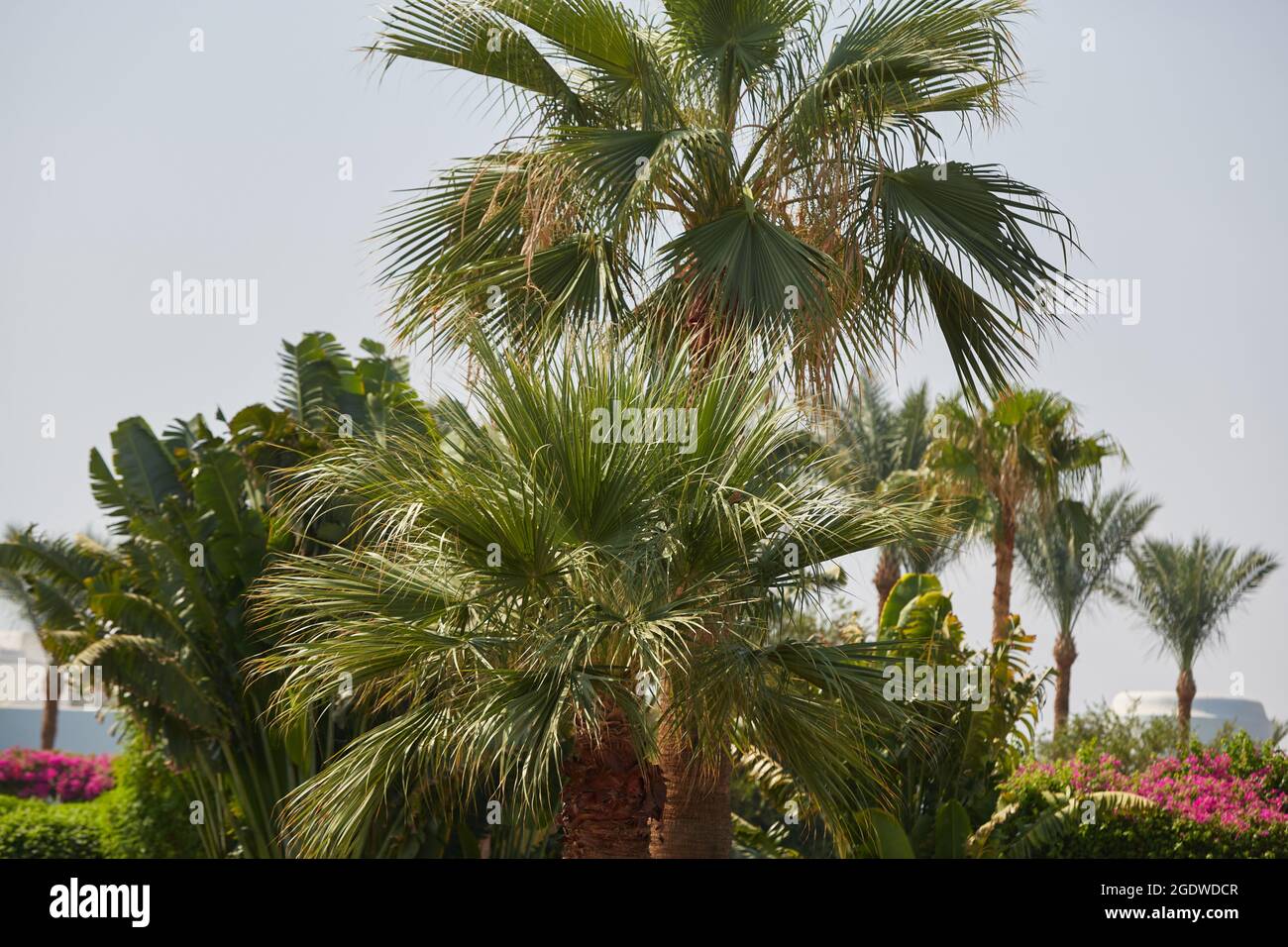 Date palms. Palm trees on the coast of the Sinai Peninsula. Date palm ...