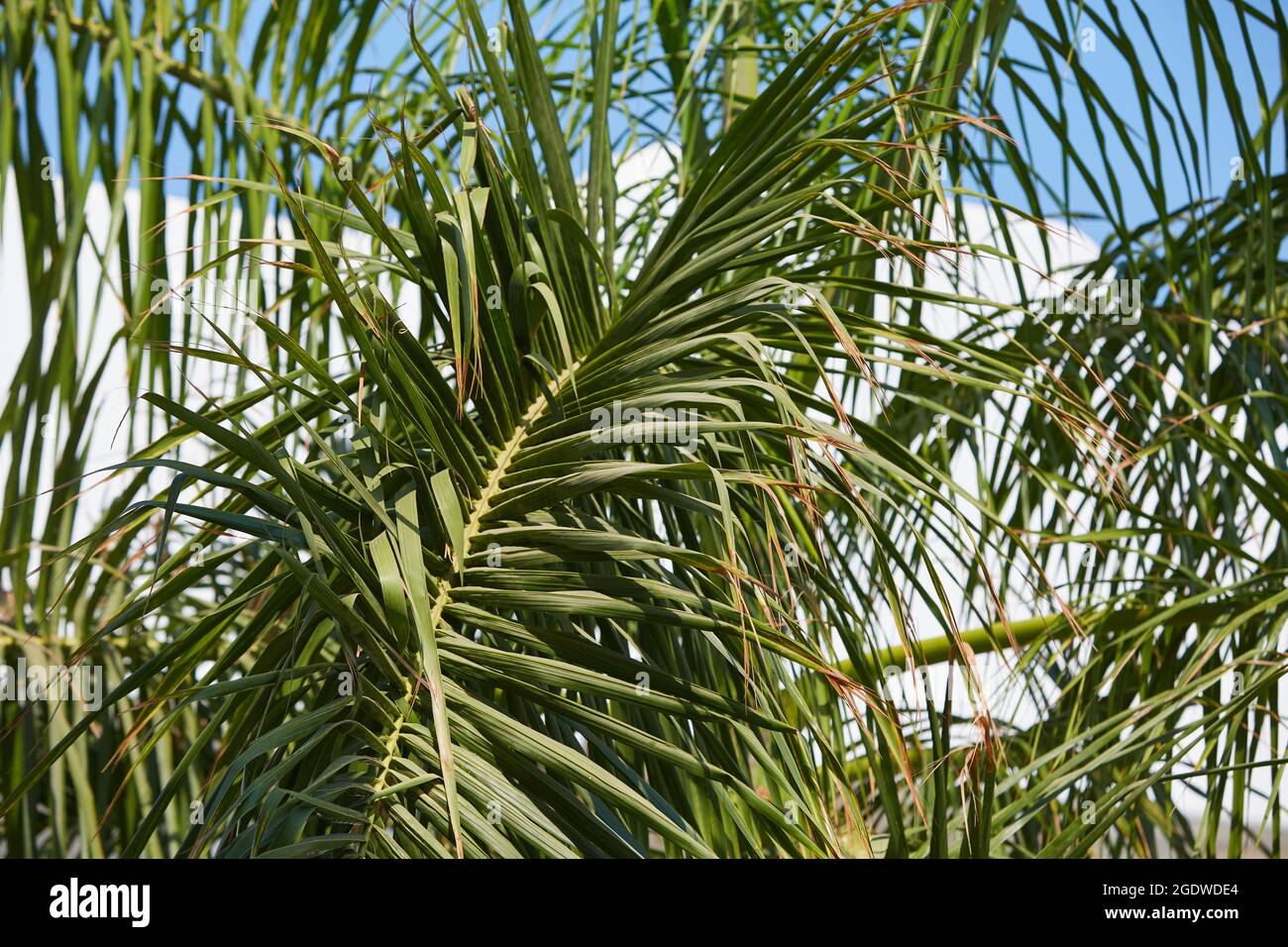 Date palms. Palm trees on the coast of the Sinai Peninsula. Date palm ...