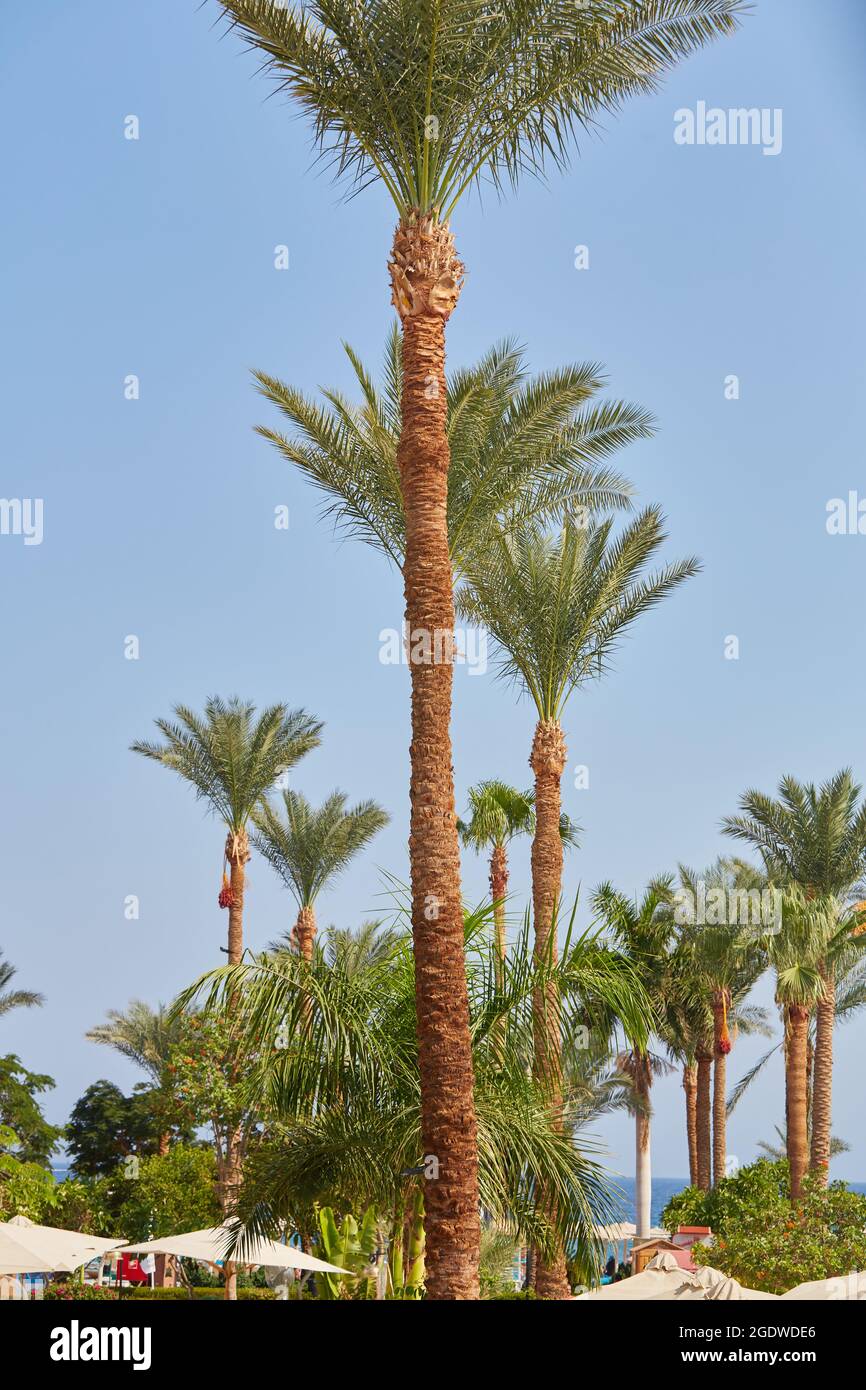 Date palms. Palm trees on the coast of the Sinai Peninsula. Date palm ...