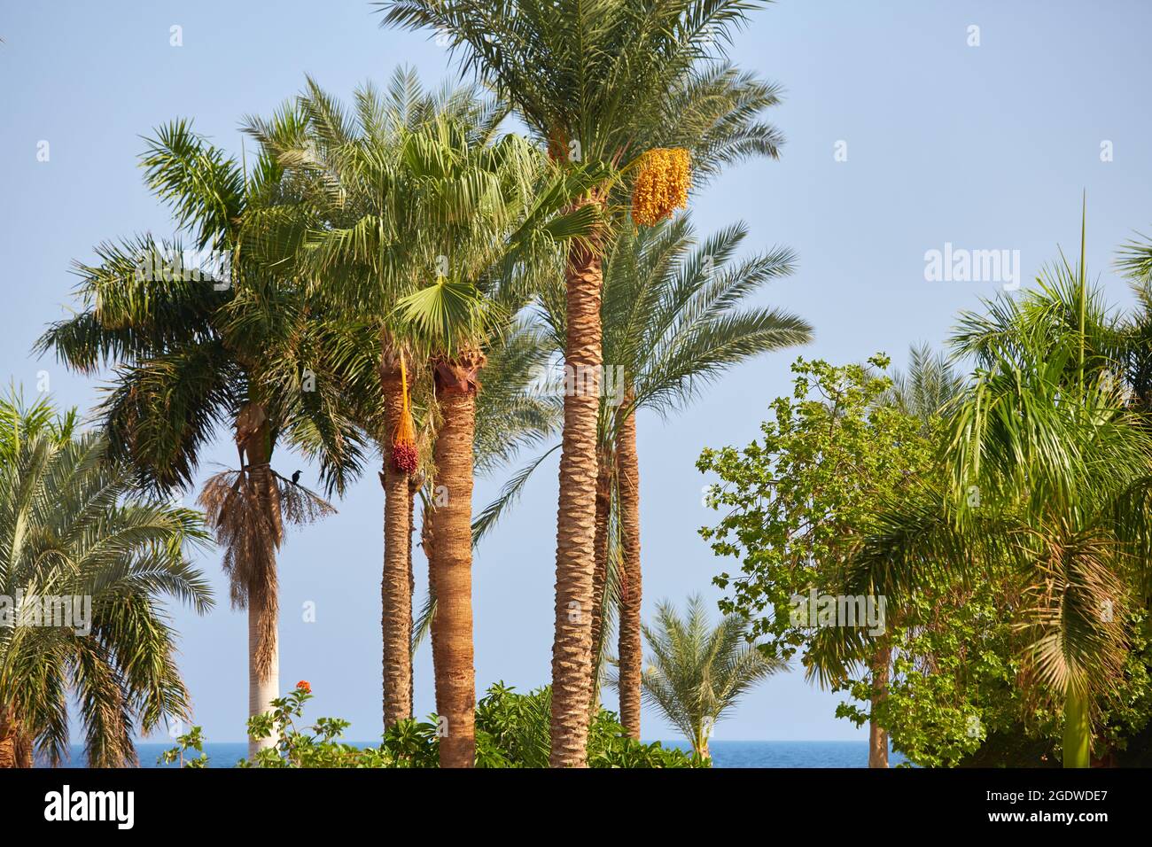 Date palms. Palm trees on the coast of the Sinai Peninsula. Date palm ...