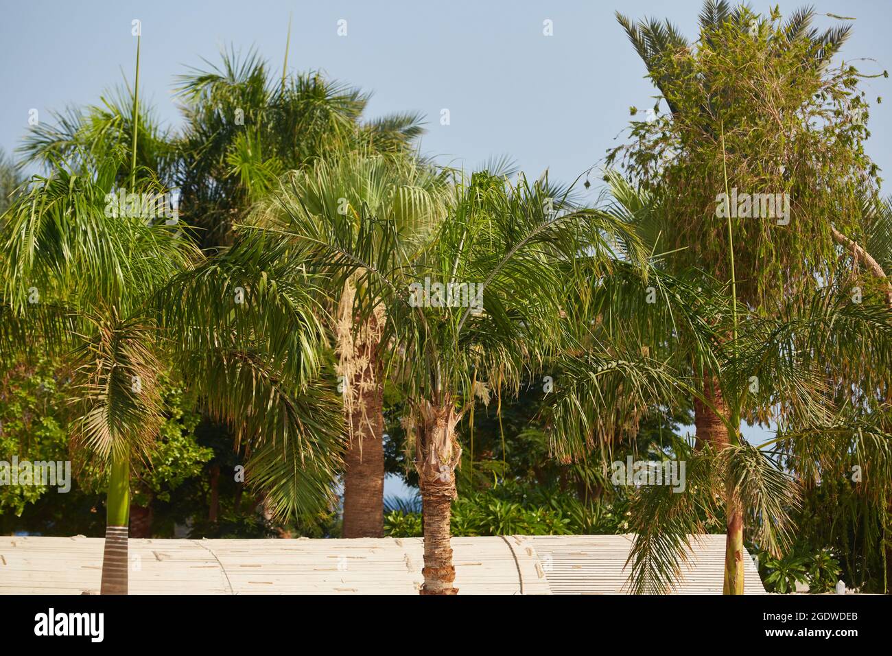 Date palms. Palm trees on the coast of the Sinai Peninsula. Date palm ...
