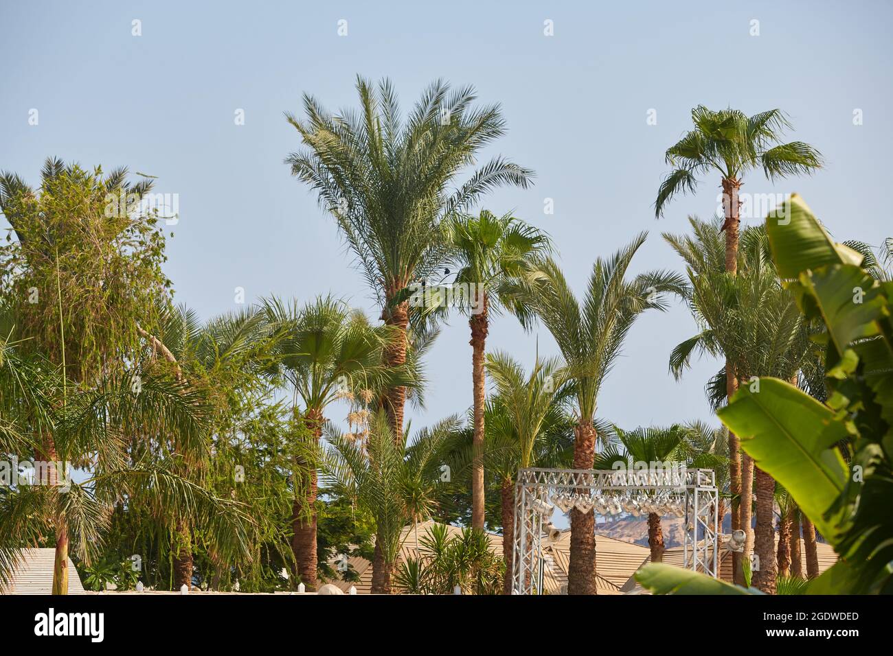 Date palms. Palm trees on the coast of the Sinai Peninsula. Date palm ...