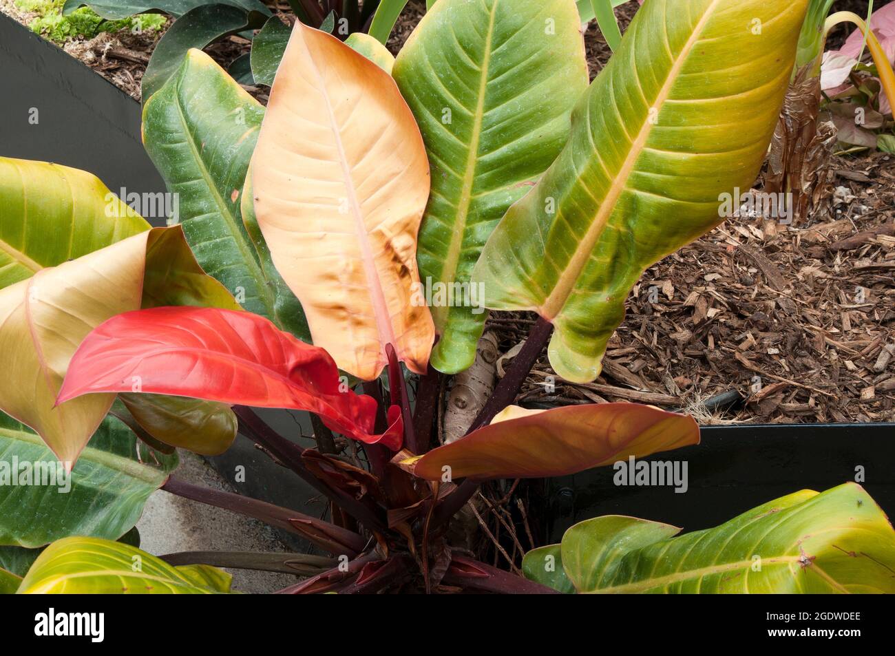 Philodendron imperial gold hi-res stock photography and images - Alamy