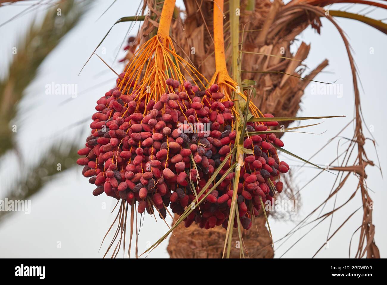 Close up date palm tree dates hi-res stock photography and images - Alamy
