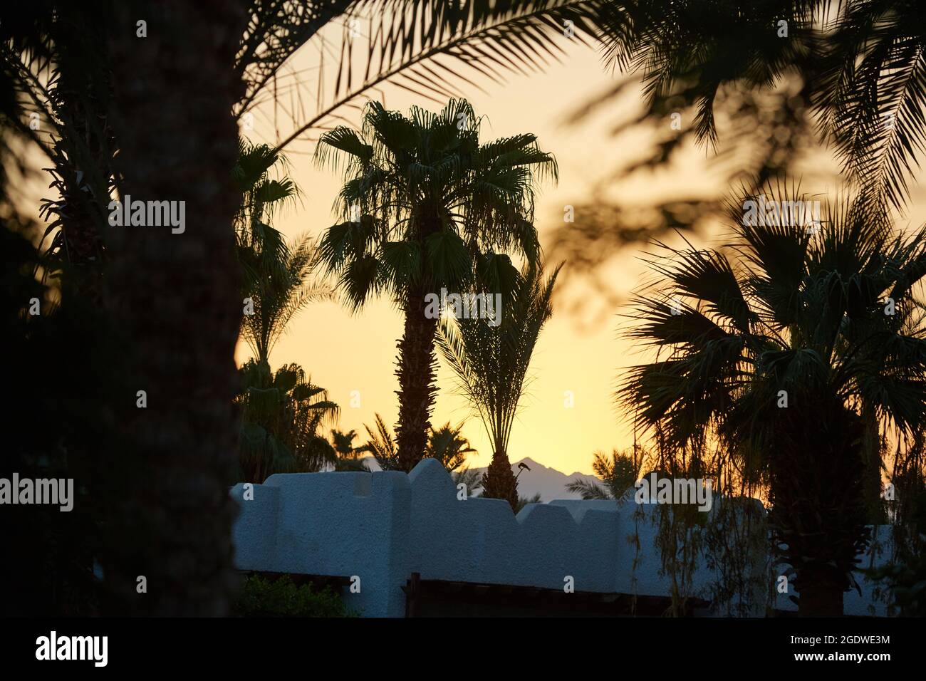 Palm tree in backlight. Silhouettes of palm trees. Date palms against ...