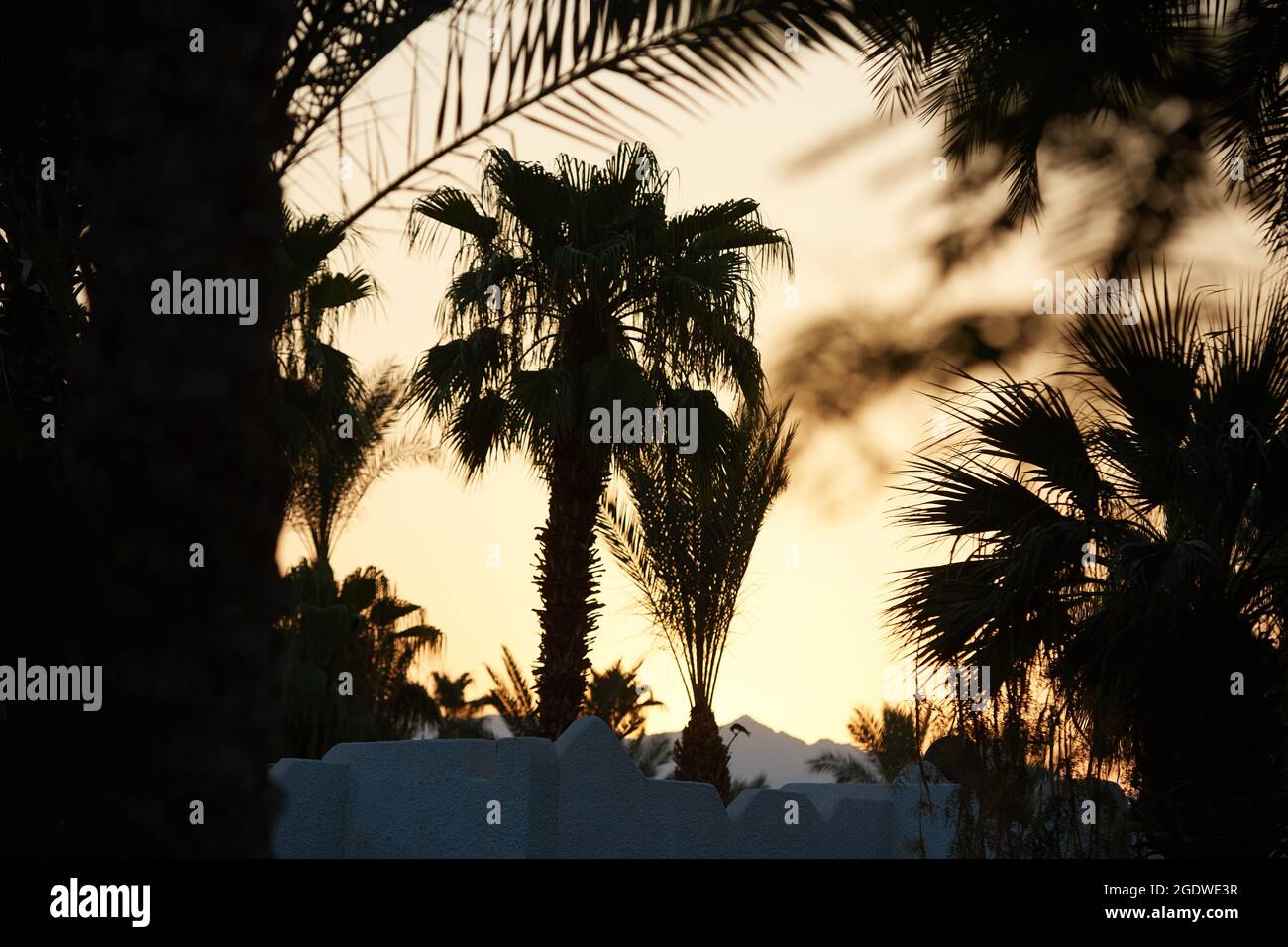Palm tree in backlight. Silhouettes of palm trees. Date palms against ...