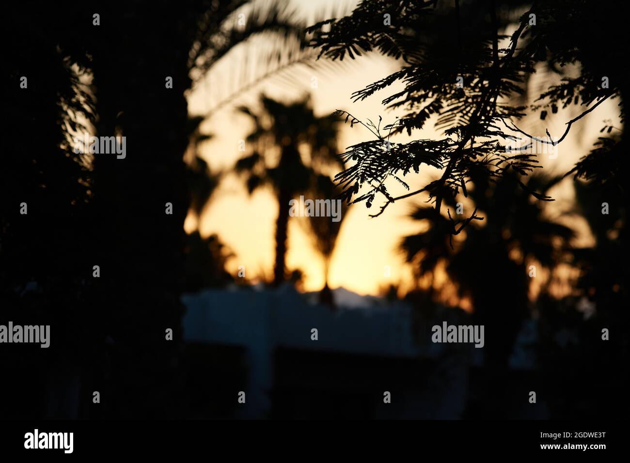 Palm tree in backlight. Silhouettes of palm trees. Date palms against ...