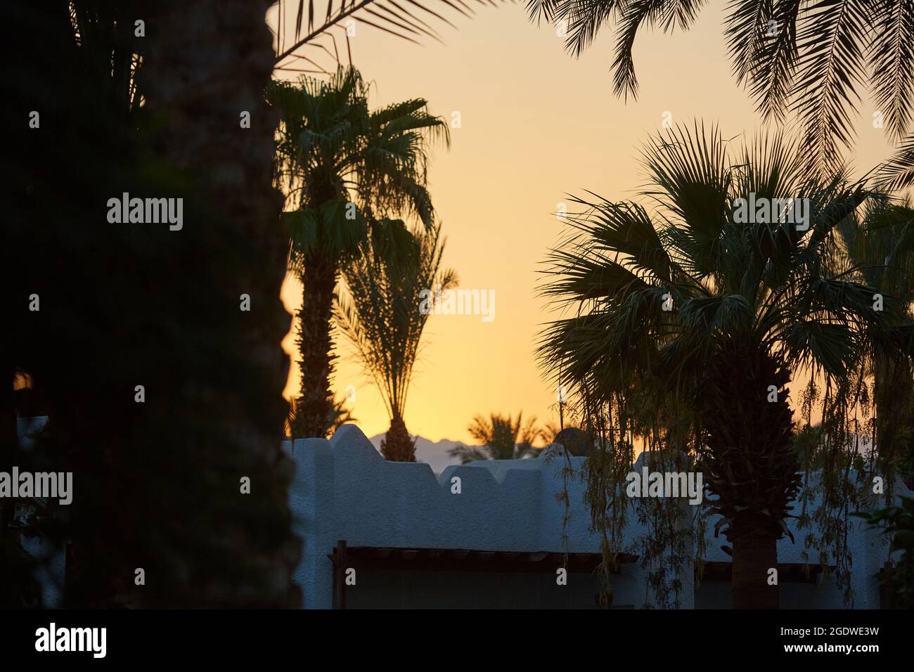Palm tree in backlight. Silhouettes of palm trees. Date palms against ...