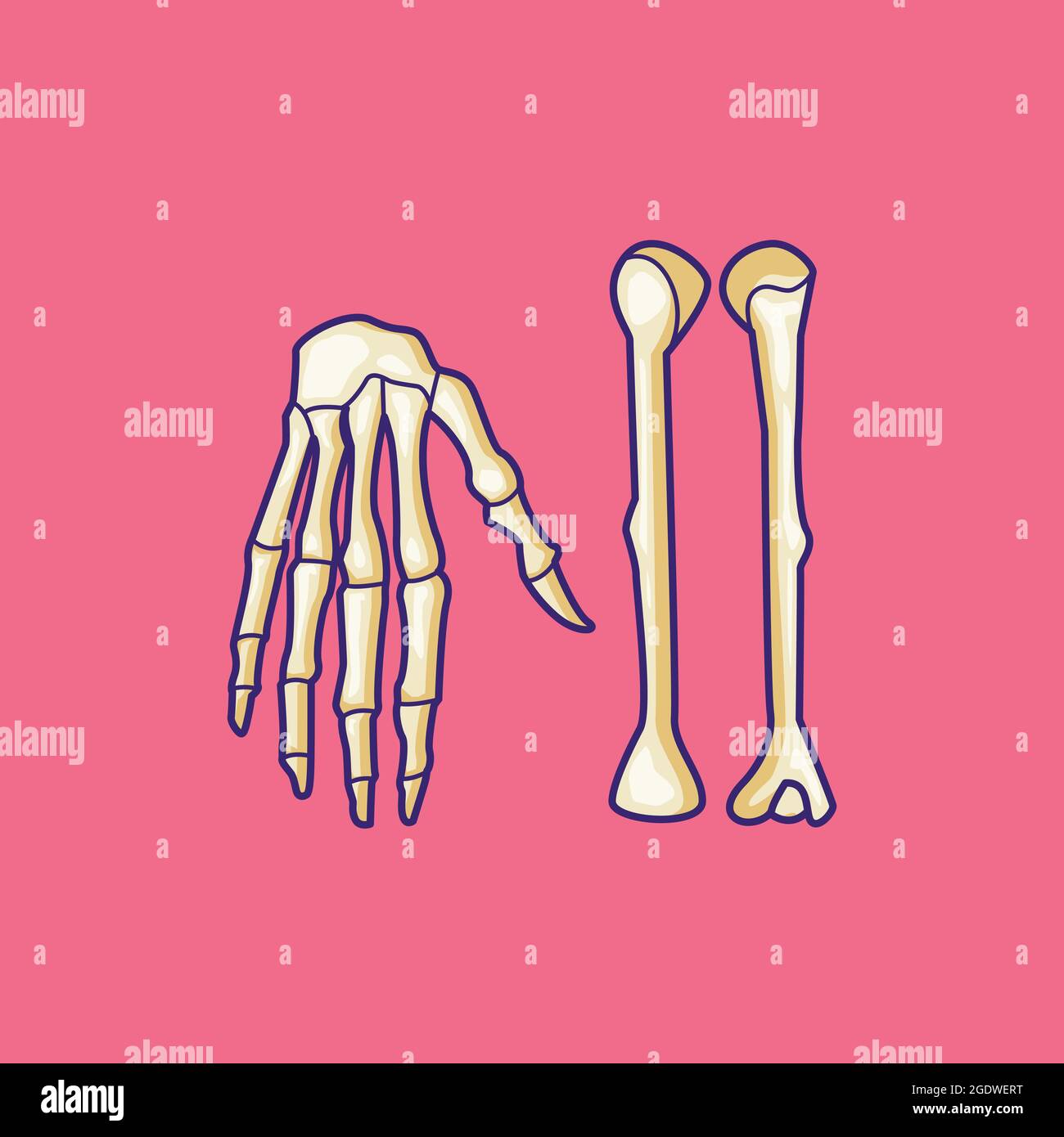 arm bone and hand bone vector illustration, arm and hand bone isolated ...