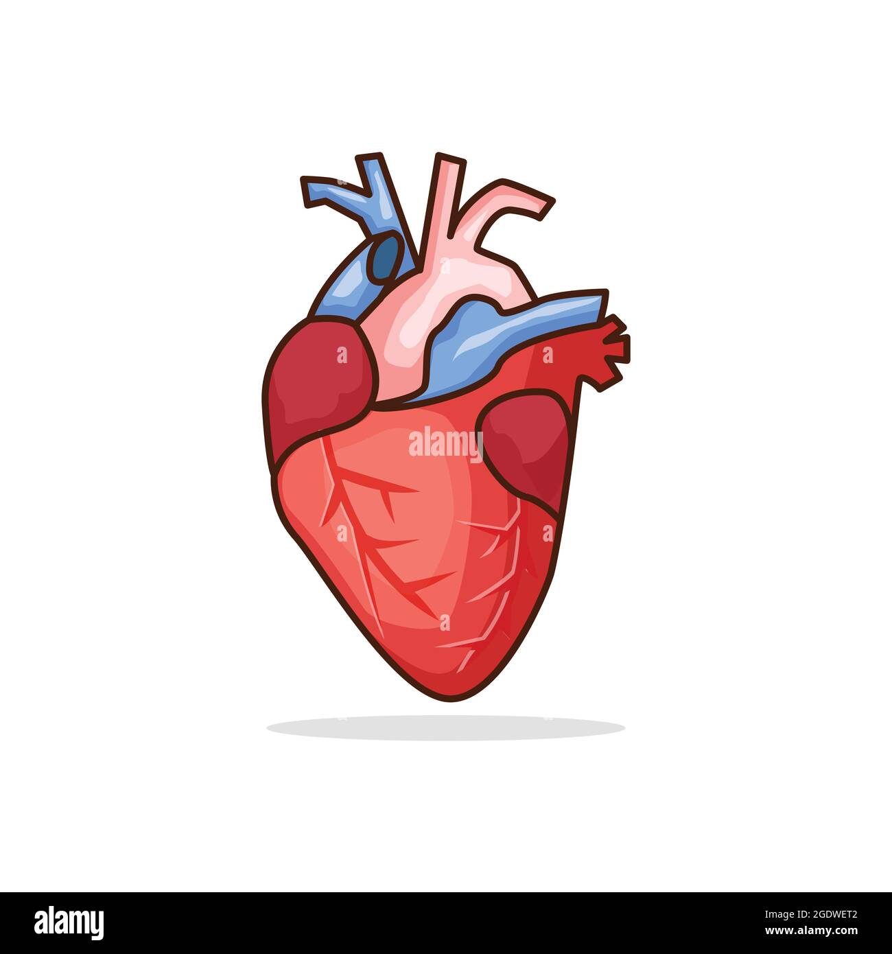 Human heart organ hi-res stock photography and images - Alamy
