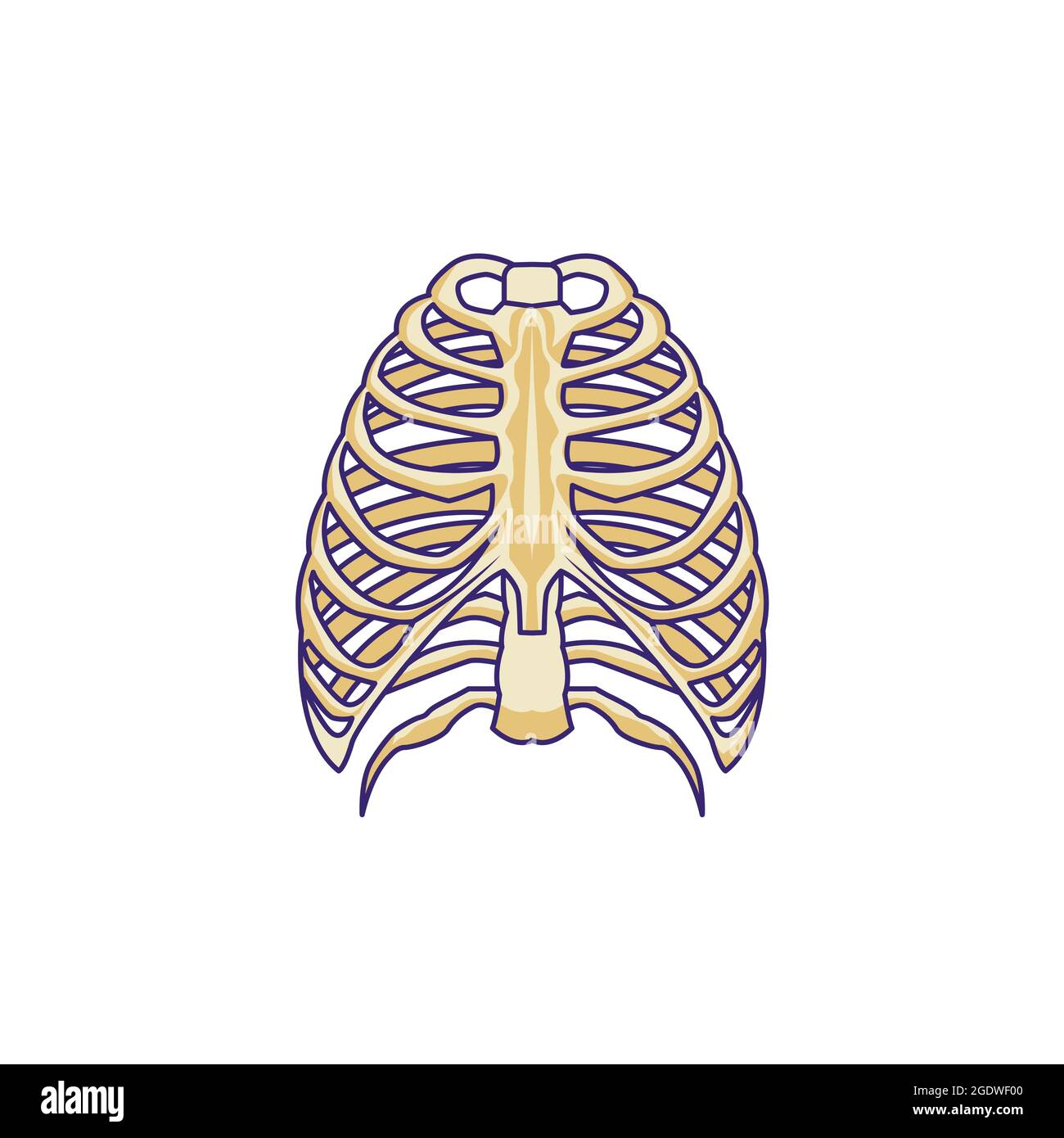 Rib cage sternum anatomy bones hi-res stock photography and images - Alamy