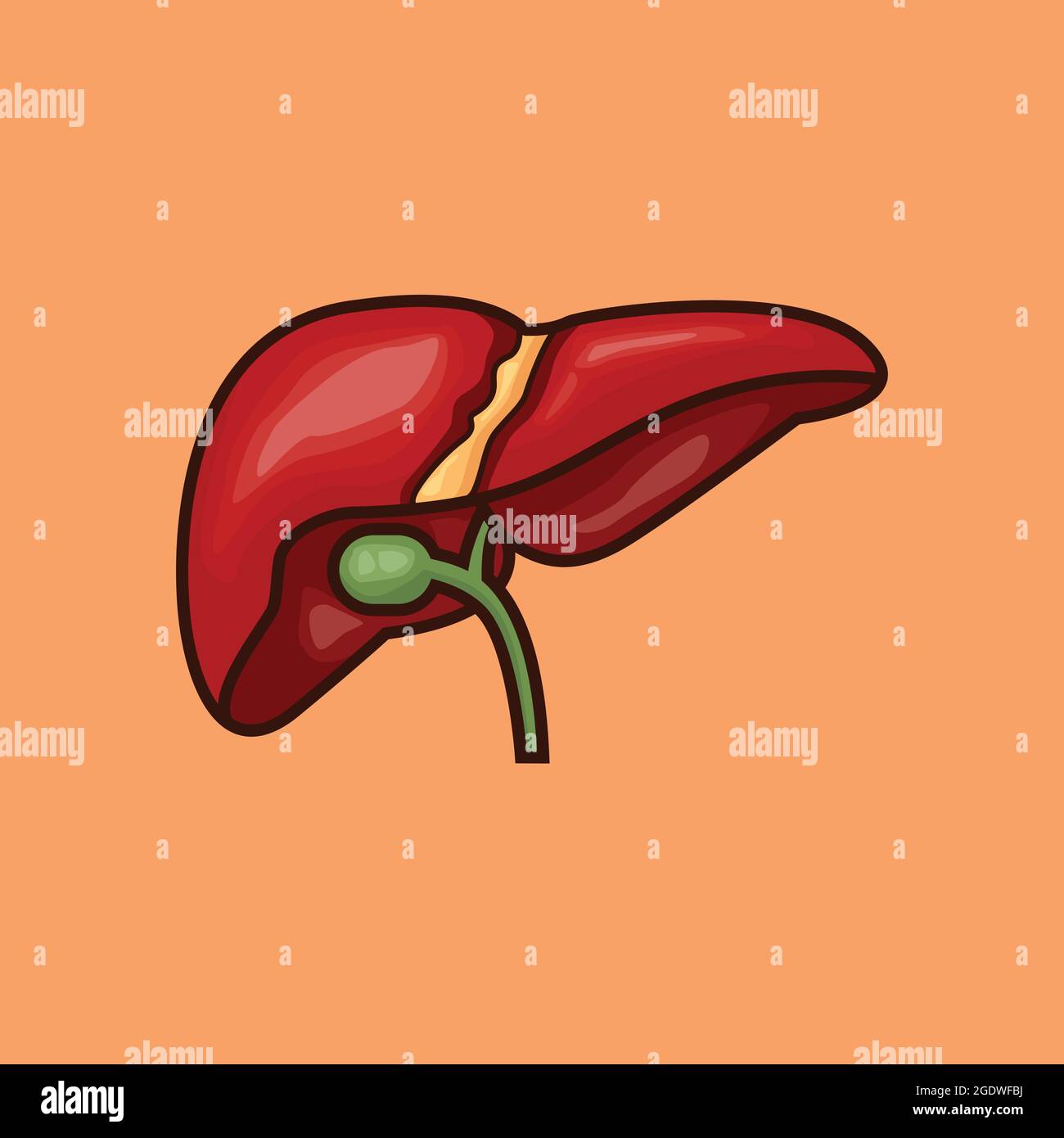 human liver vector stock illustration with the line, liver isolated ...