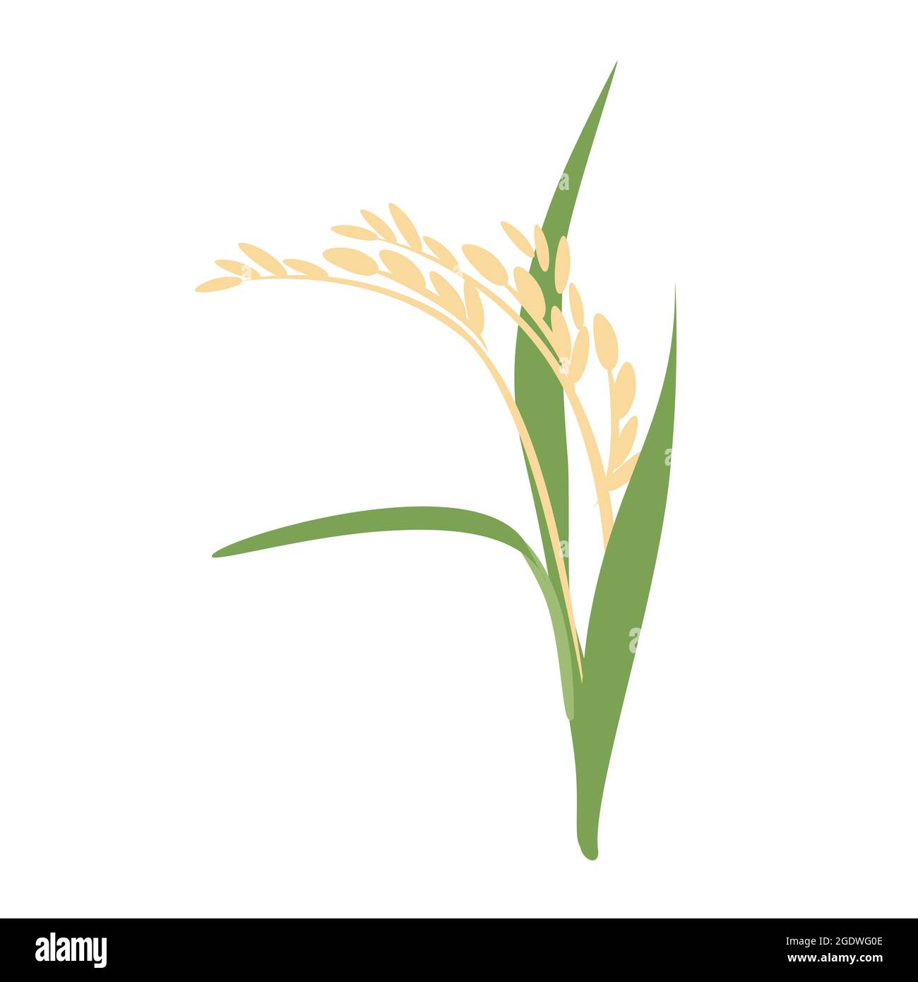 Golden rice or wheat ears design element. Agriculture grain. Spikelets ...
