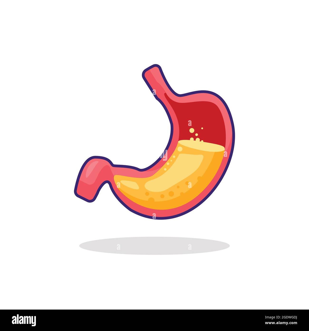 vector stock illustration acid liquid inside human stomach, stomach ...