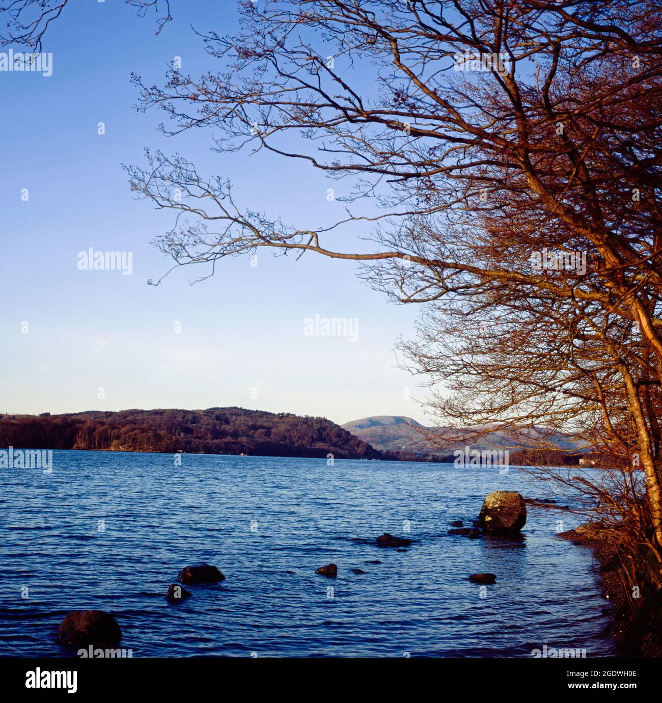 Trees growing beside the shoreline of Windermere near Storrs on a ...