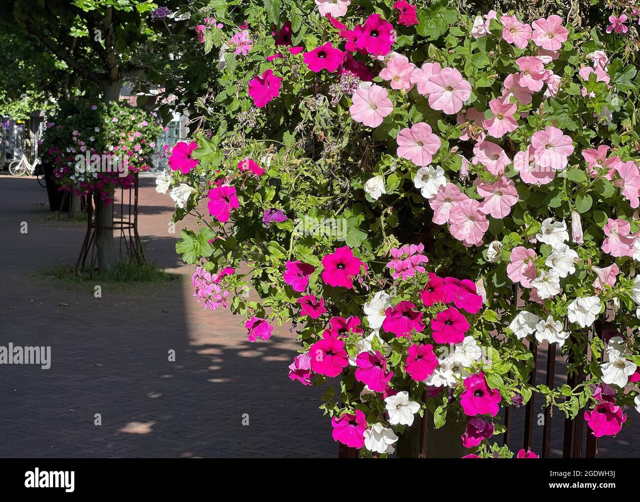 Potted petunias hi-res stock photography and images - Alamy