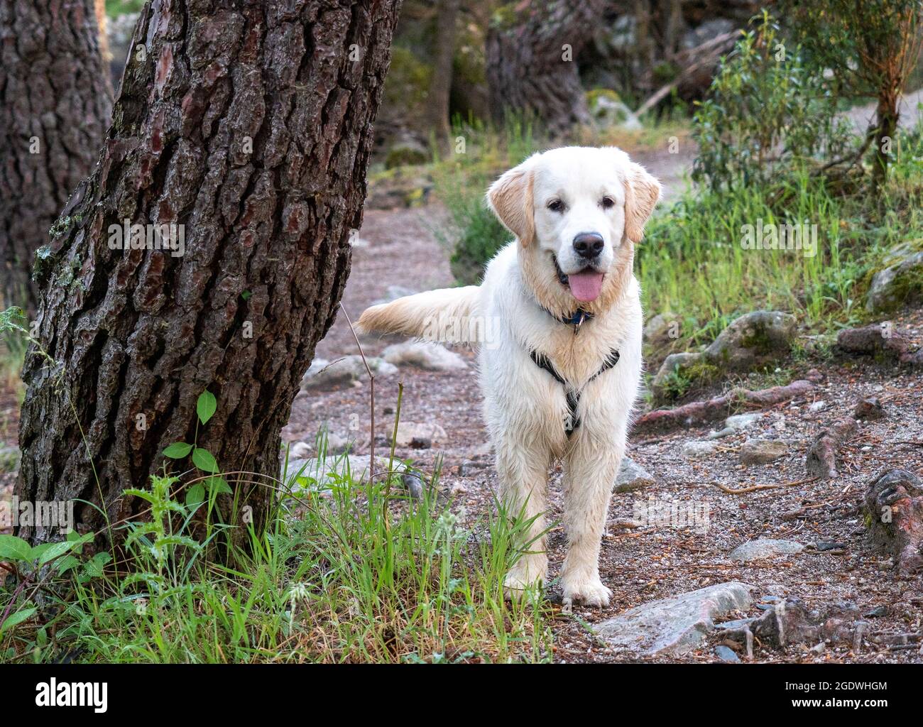 Attentive dog standing in a woodland. Doggy with harness standing ...