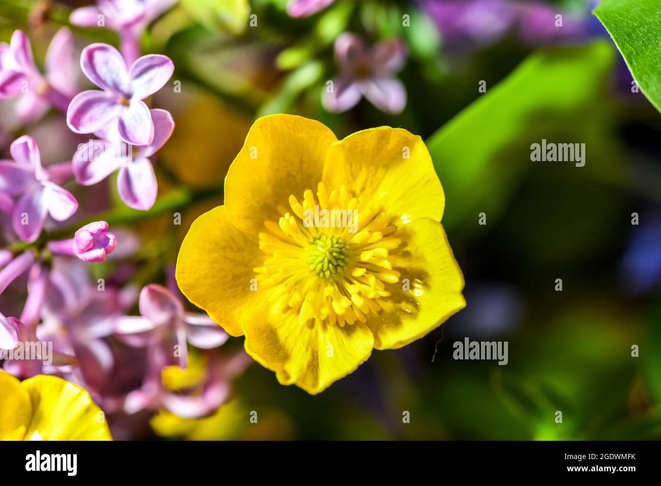 Duckling Flowers High Resolution Stock Photography and Images - Alamy