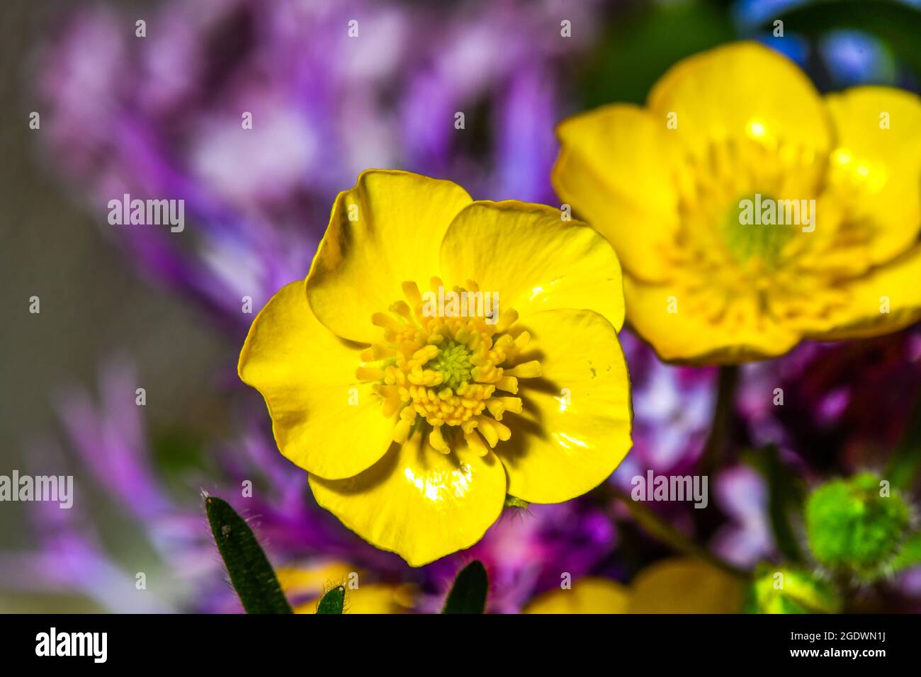 Duckling flowers hi-res stock photography and images - Alamy