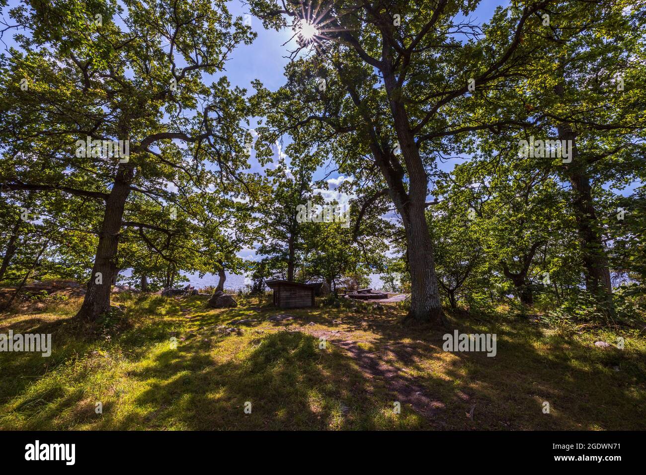 Beautiful view over green tops of forest trees under sun rays ...