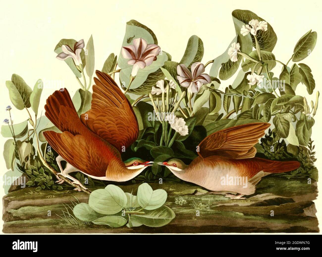 Audubon Illustration High Resolution Stock Photography and Images - Alamy