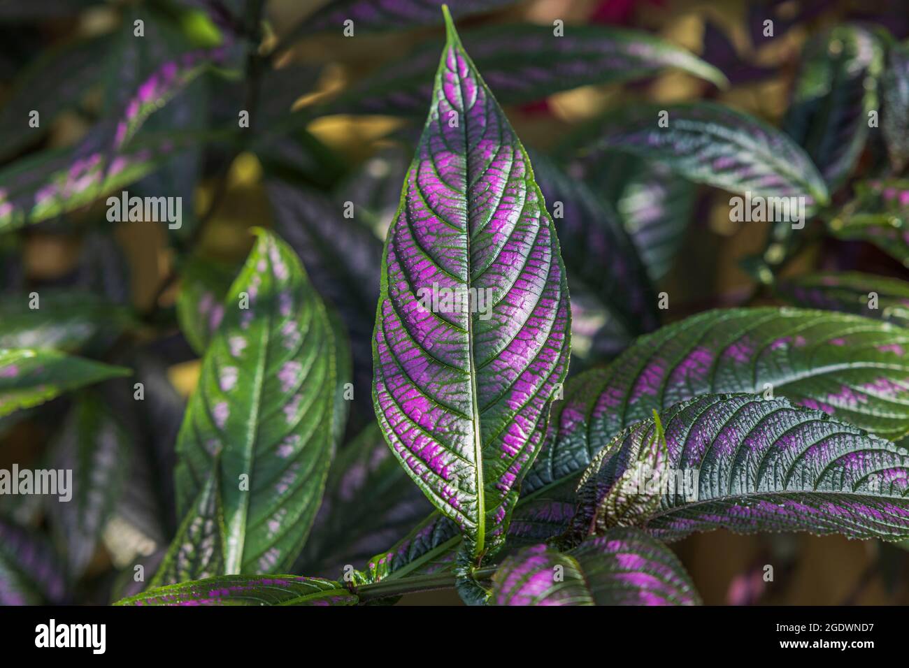 Close up top view of Strobilanthes auriculatus dyeriana Persian shield ...