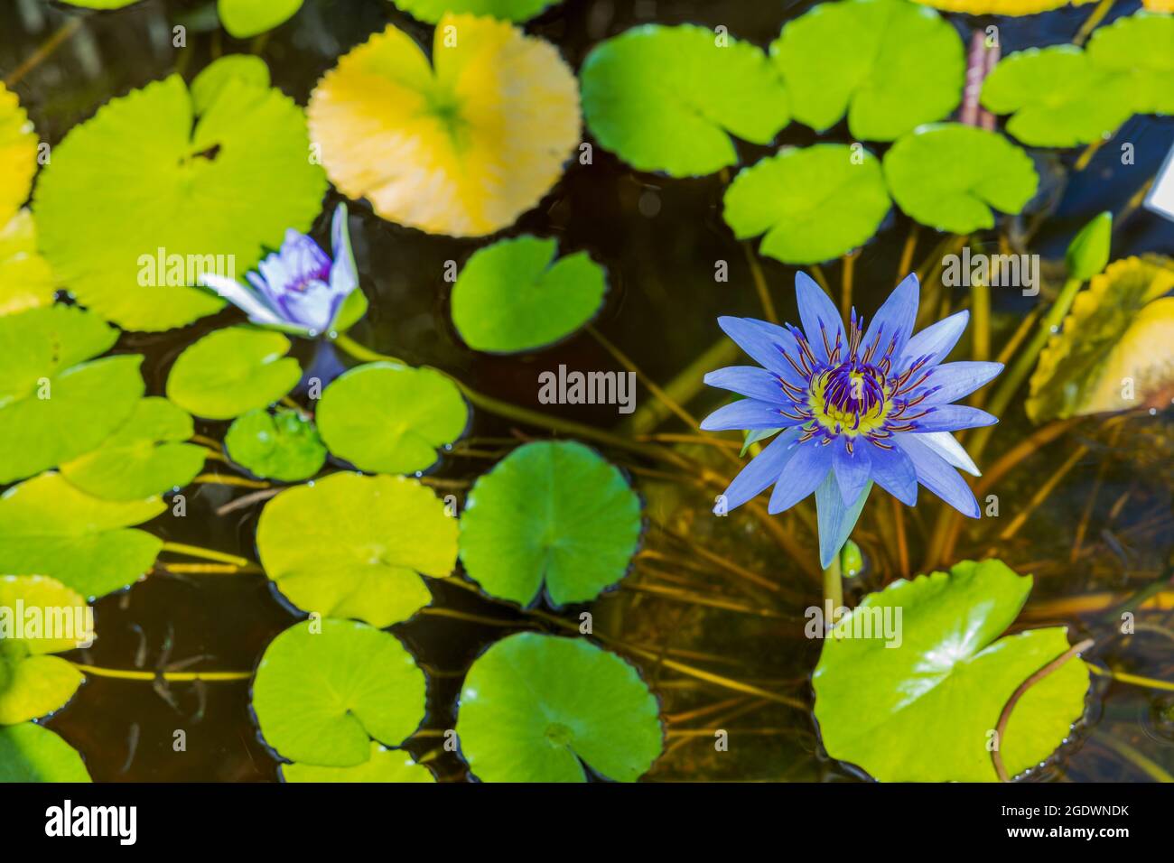 Close up view of Nymphaea caerulea blue water lily tropical flower ...