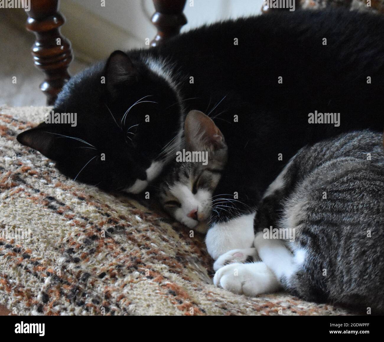 Adorable little sister brother hi-res stock photography and images - Alamy