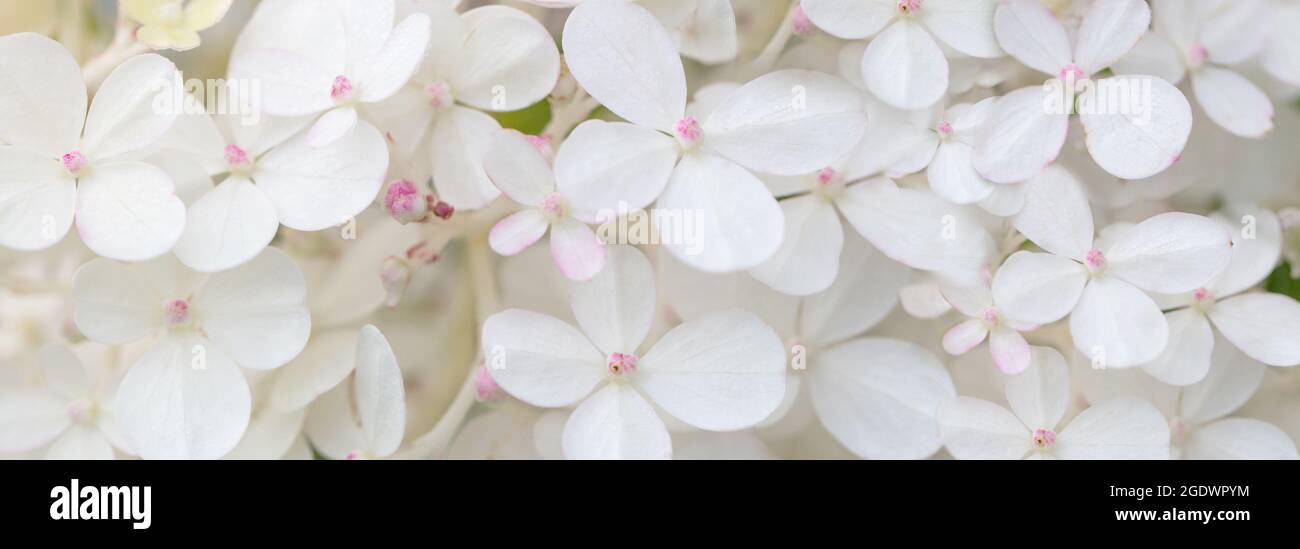 Hydrangea border hi-res stock photography and images - Alamy
