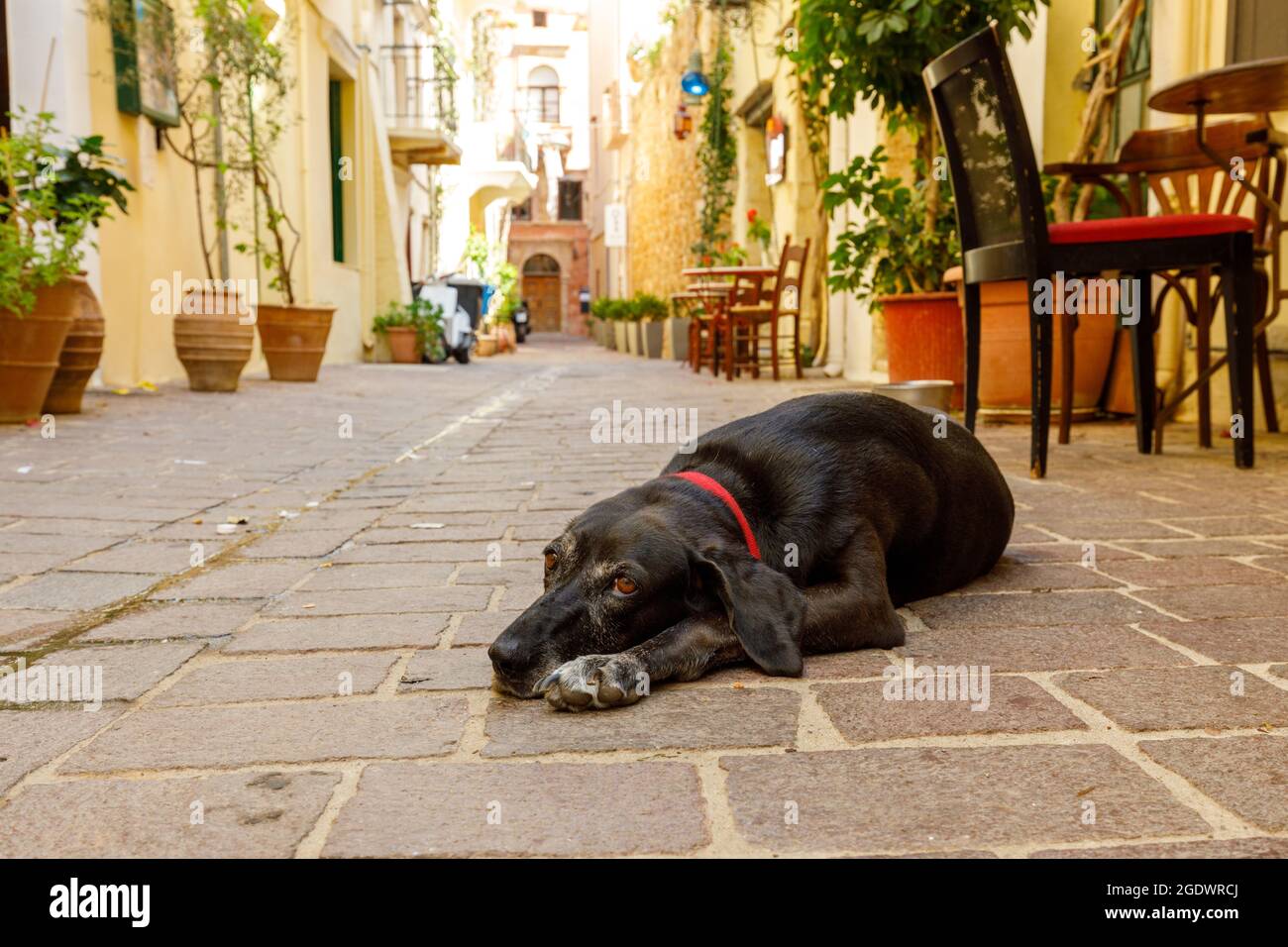 dog lying and resting on a historic street in Chania, Crete, Greece ...