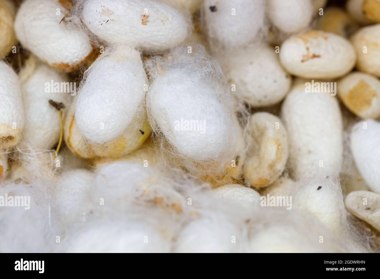 silkworm cocoons, a large amount Stock Photo - Alamy