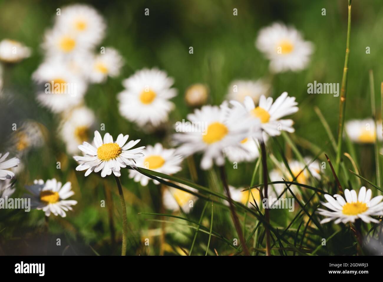 Daisy blooms hi-res stock photography and images - Alamy