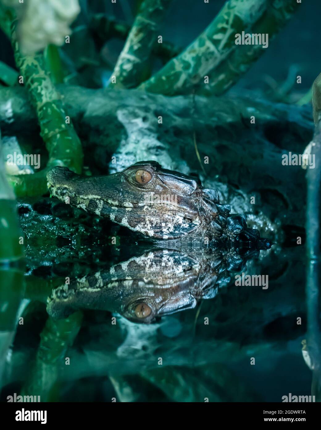 Schneider's dwarf caiman hi-res stock photography and images - Alamy