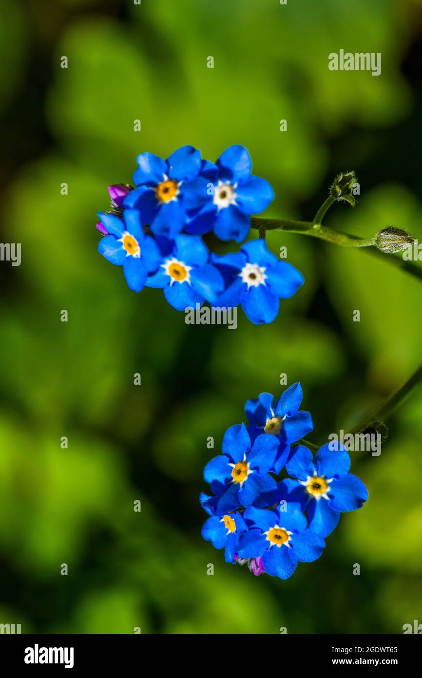 Myosotis sylvatica forget-me-not, a close-up of blue flowers Stock ...