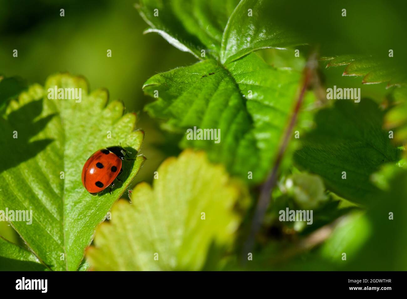 Seven-spot ladybug, God's fudge (Coccinella septempunctata little red ...